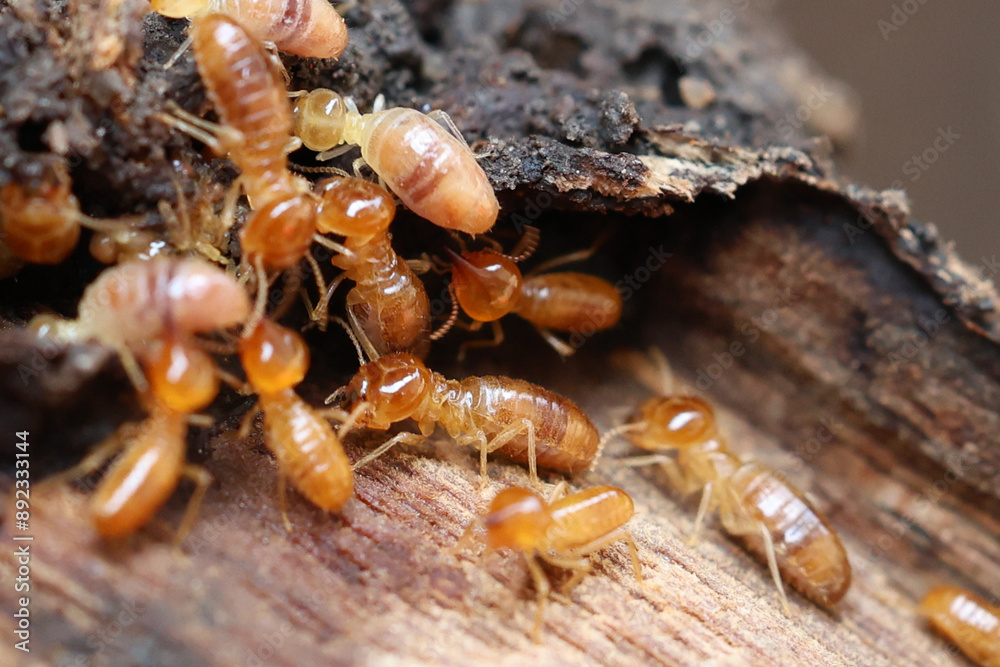 Termites are small insects that live in underground nests and termite ...