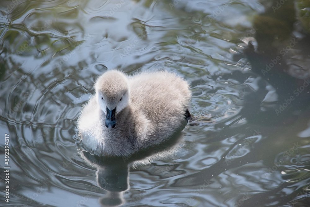 Cygnets are grey when they hatch with black beaks and gradually turn ...