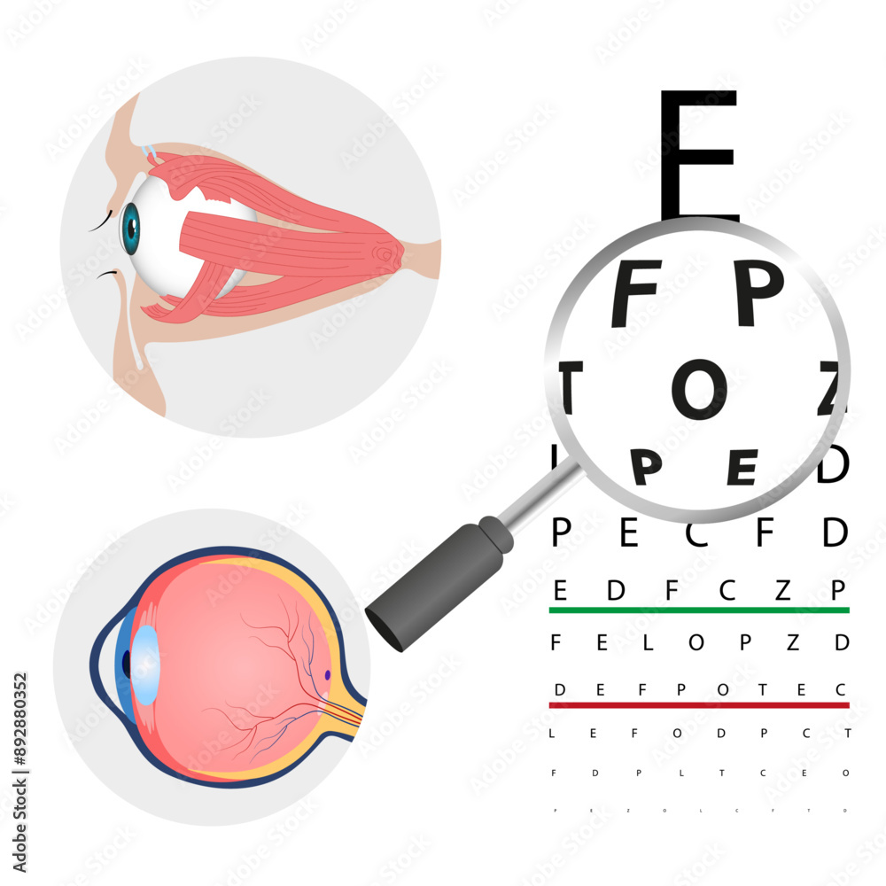 Magnifying glass with zoom effect and eye test health and eye human ...