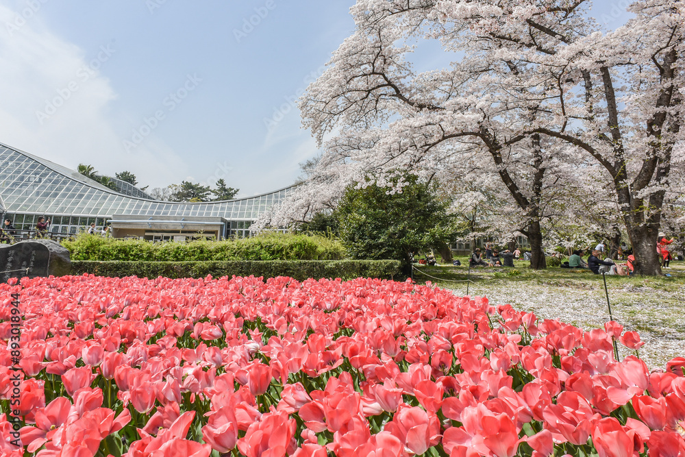 Landscape View Of Kyoto Botanical Garden Park With Cherry Blossoms ...
