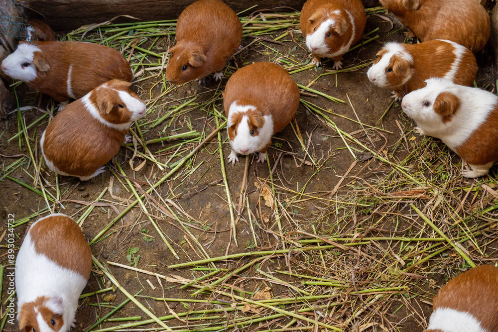 Peruvian guinea pig farm, Peruvian guinea pig starts alfalfa in its ...
