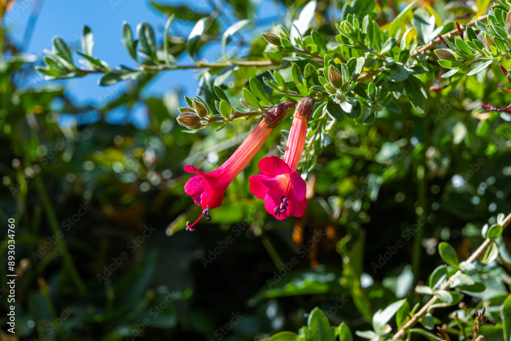 beautiful violet cantuta flower, national flower of peru. La flor ...