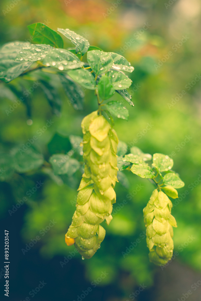 water and soil. This represents autonomy, endurance and strength to ...