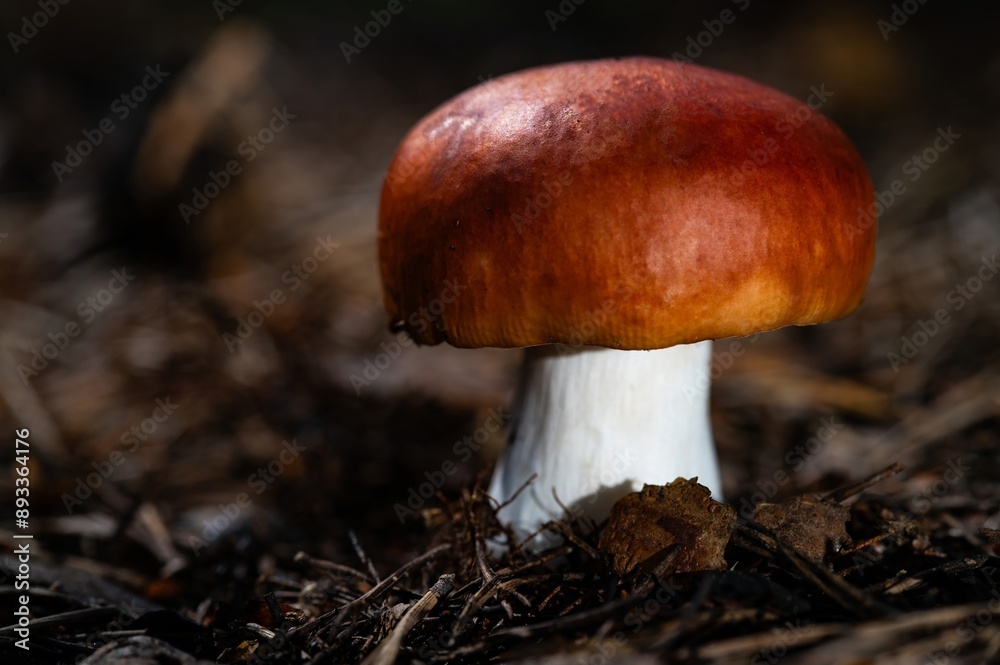 World Mushroom Day. National Mushroom Day. Brown Forest Mushroom. It is ...