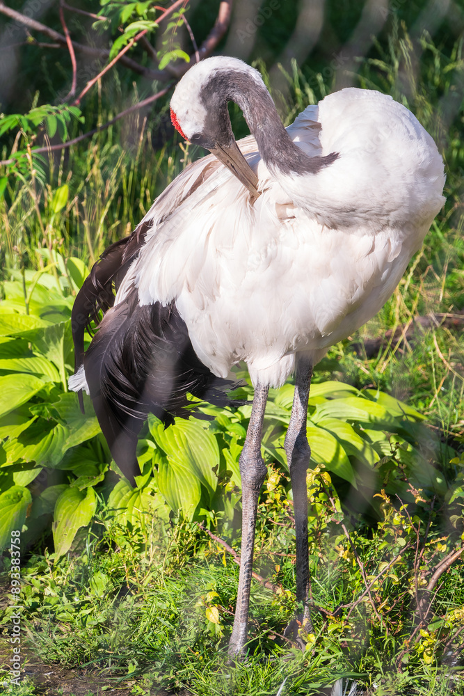 Red-crowned crane (Grus japonensis), also known as the Japanese crane ...