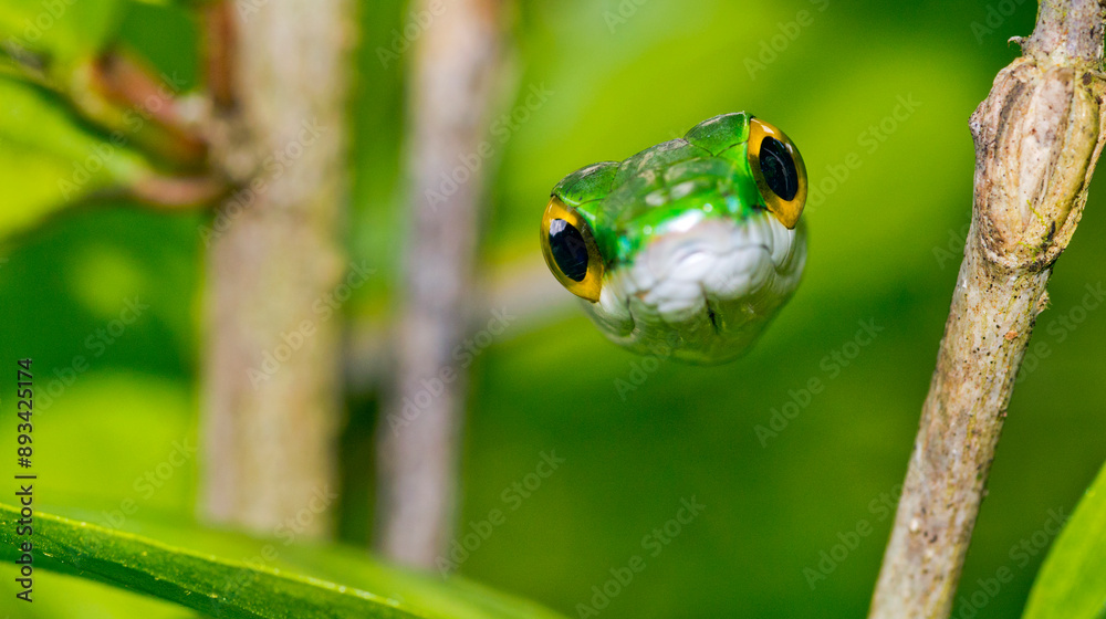Parrot Snake, Satiny Parrot Snake, Leptophis depressirostris, Tropical ...