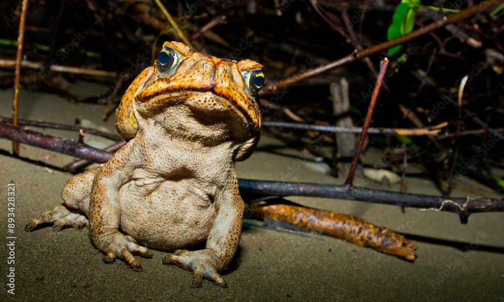 Cane Toad, Giant Neotropical Toad, Marine Toad, Rhinella marina, Marino ...