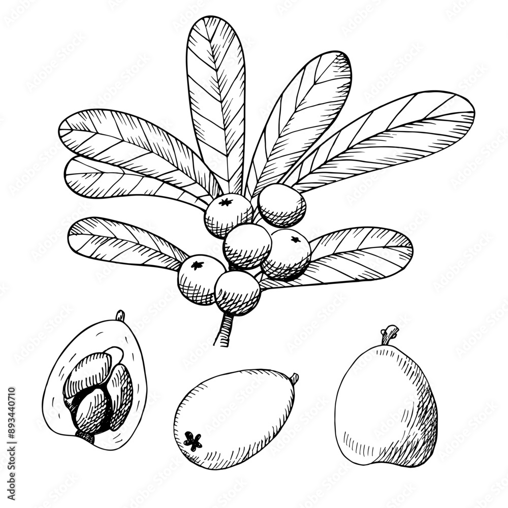 Loquat plant hand drawn vector engraved illustration on isolated ...
