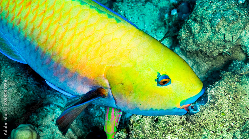 Steephead Parrotfish, Heavybeak Parrotfish, Chlorurus gibbus, Coral ...