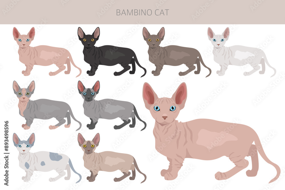 Bambino cat, Munchkin Sphynx mix clipart. All coat colors set. All cat ...