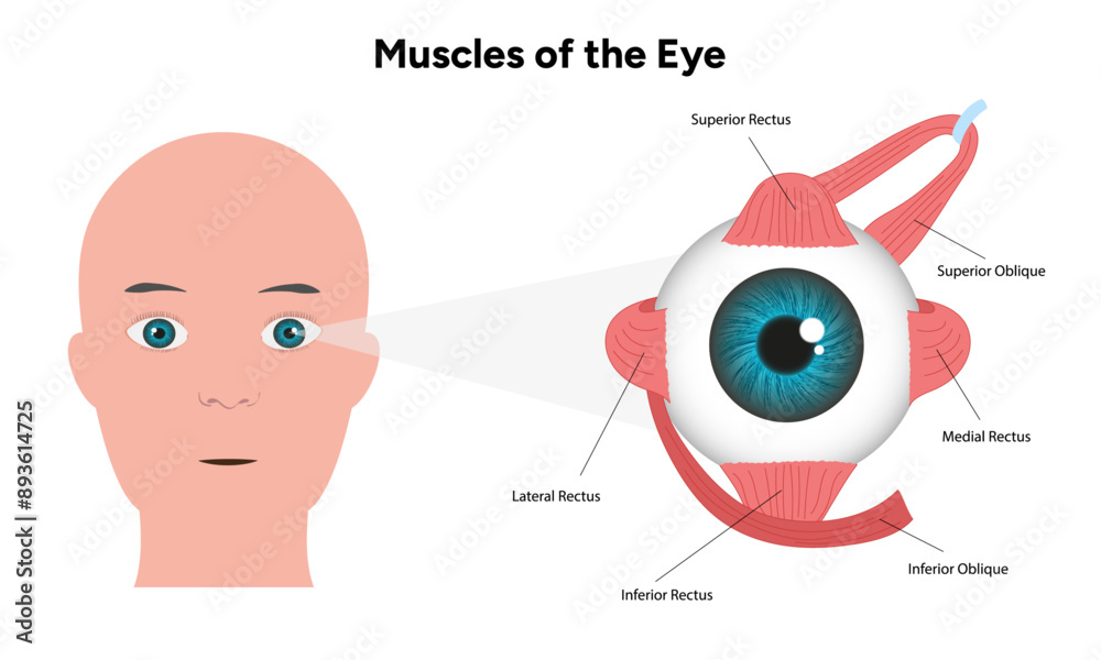 Muscles of the eye diagram medical infographic with human zoom eye ...