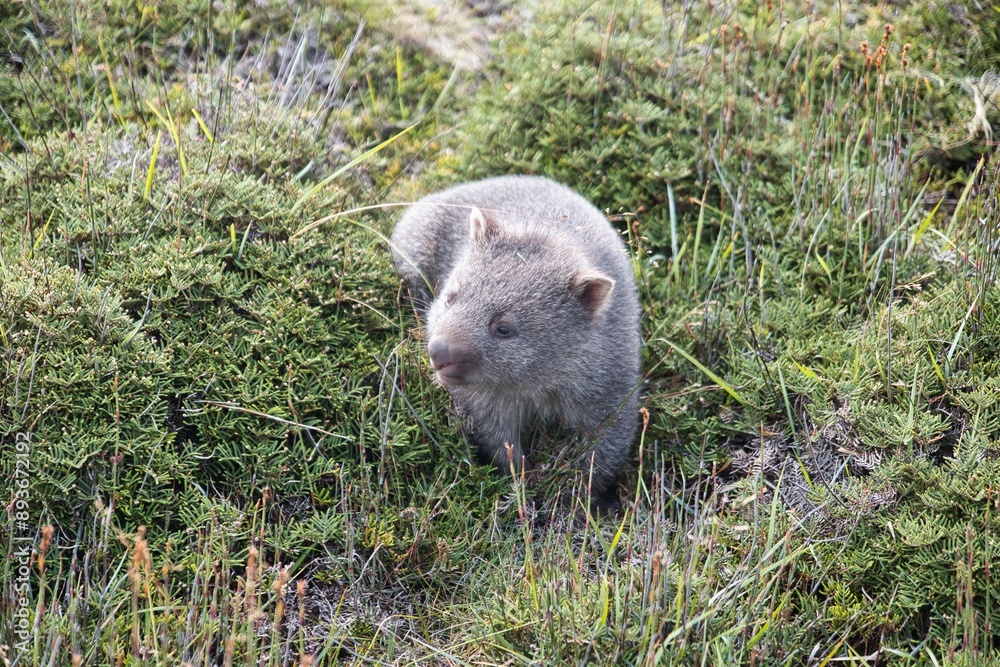 Baby wombat sitting in the grass. Small, tiny wombat looking to the ...
