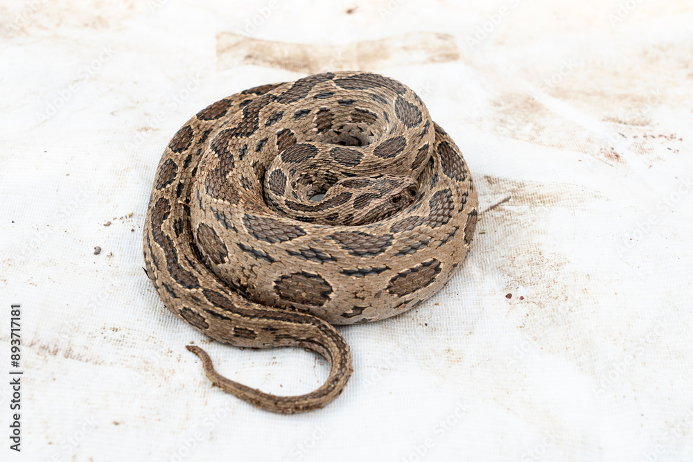 Snake with Hemotoxic venom dangerous to the blood system. Siamese ...