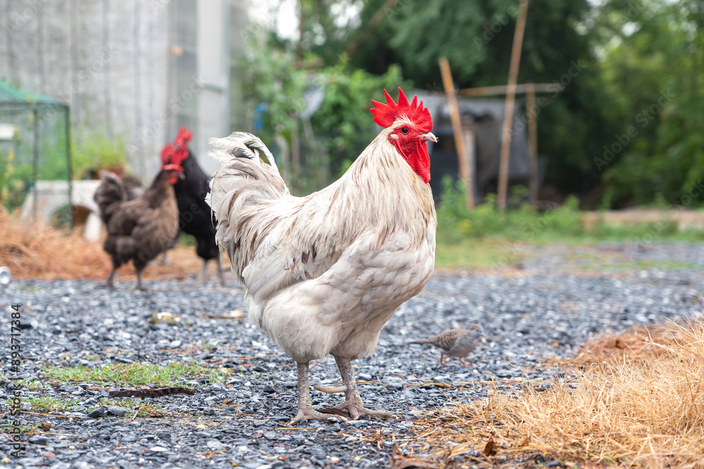 Free range organic chickens poultry in country of Thailand. Splash ...
