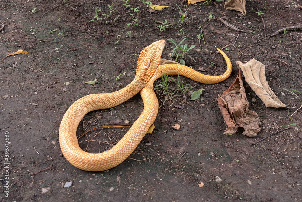 Back of Albino Monocled Cobra - Naja kaouthia raised its hood on the ...