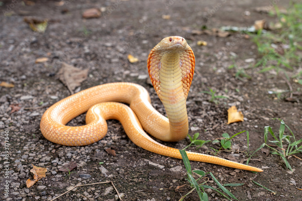 Albino Monocled Cobra - Naja kaouthia raised its hood on the ground in ...