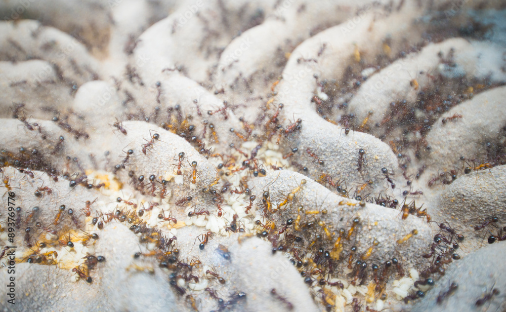 ant small insect, often with a sting, that usually lives in a complex ...