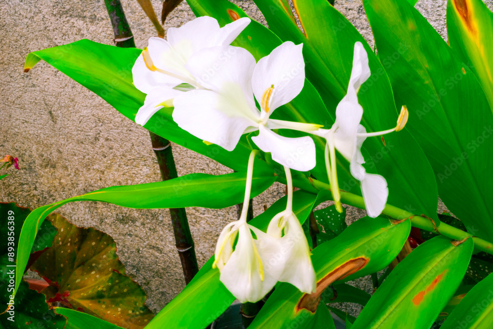 Tropical ginger flower, national flower of Cuba, Hedychium coronarium ...