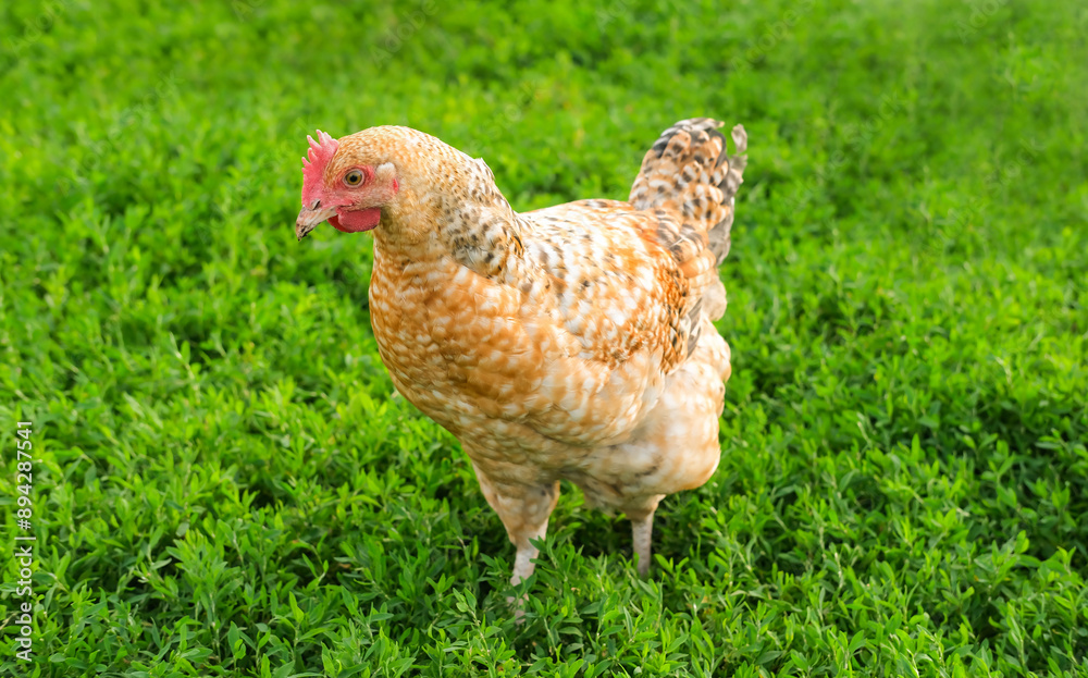 Outdoor portrait of brown hen walking around an agricultural farm. Free ...