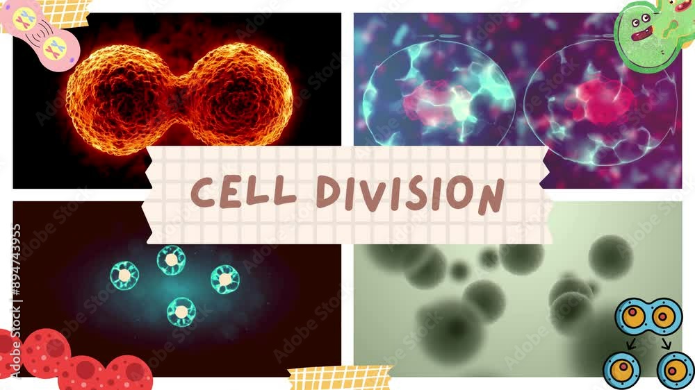 collection of Cell division under the microscope. set of Cell division, mitosis 3d illustration ...