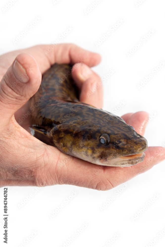 Burbot, eelpout (Lota lota). A cold-loving stunted fish without scales ...