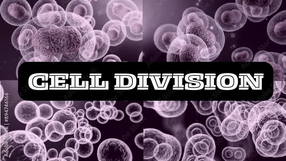 collection of Cell division under the microscope. set of Cell division, mitosis 3d illustration ...