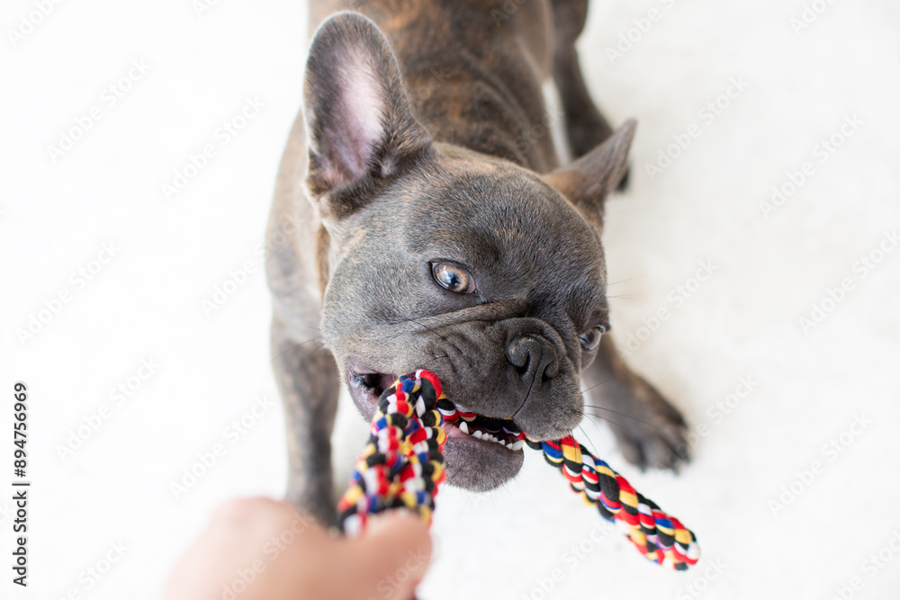 Franch bulldog playing with a rope.pulls a rope and plays tug-of-war ...
