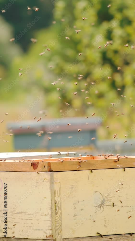 Numerous bees swarming around opened bee hives. Angry insects flying in ...
