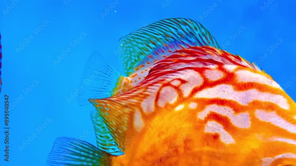 4K This clip features brightly colored discus fish swimming in an ...