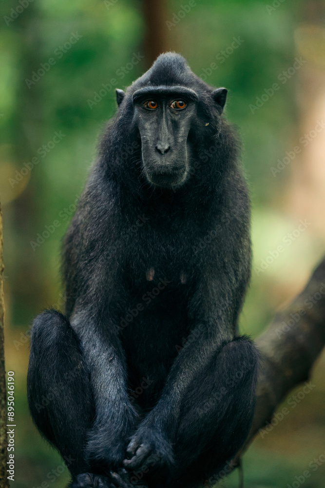 Celebes crested macaque (Macaca nigra) sitting on a tree limb in ...