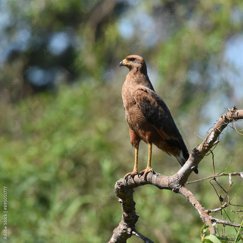 The Savanna Hawk ((Buteogallus meridionalis) is a bird of semiopen and ...