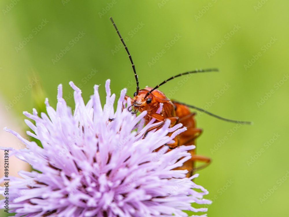 Common Red Soldier Beetle, beetles breeding mating. Eating nectar and ...
