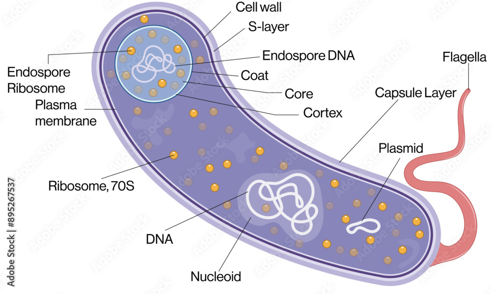 Detailed and Labeled Vector Illustration of Clostridium Difficile ...