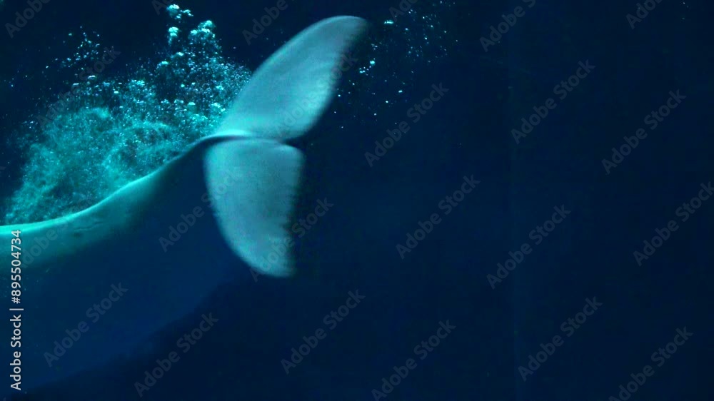 The Beluga whale creates a bubble ring and goes through it underwater ...