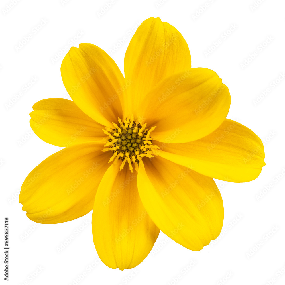 Yellow apache beggartick, bidens ferulifolia, flower blossom, isolated ...