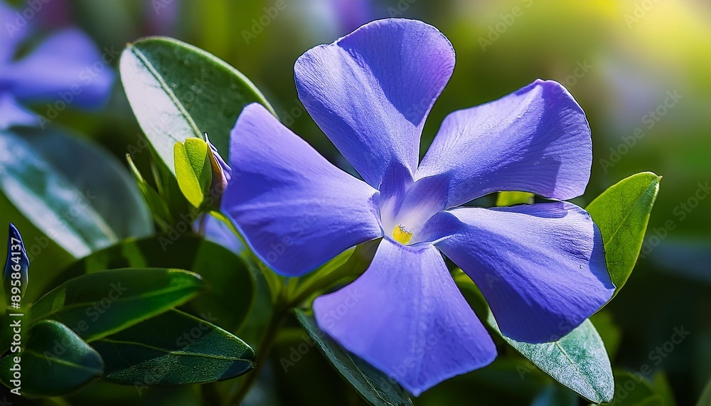 Periwinkle (Vinca minor) a summer flower is a genus of flowering plants ...