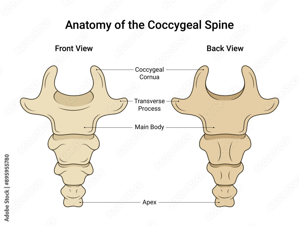 Anatomy of the Coccygeal Spine Stock Vector | Adobe Stock