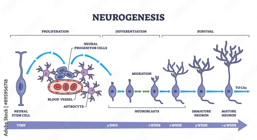Neurogenesis as detailed neuron development process stages outline ... Neurogenesis as detailed neuron development process stages outline ...
