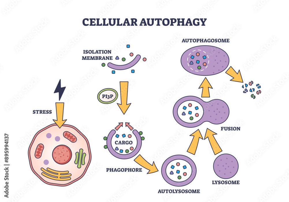 Cellular autophagy process stages for body recycling system outline ...