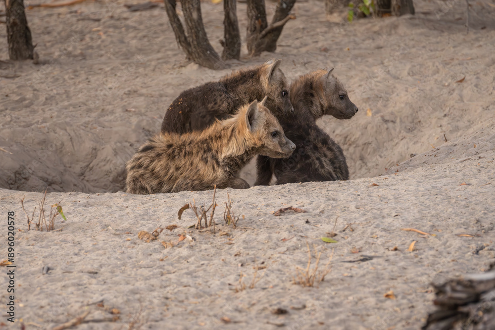 Hyena, detail portrait. Spotted hyena, Crocuta crocuta, angry animal ...