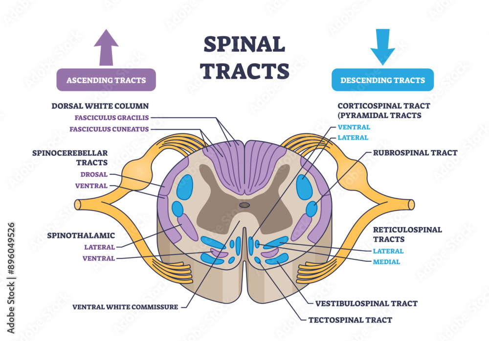 Spinal tracts with medical ascending and descending parts outline diagram, transparent ...