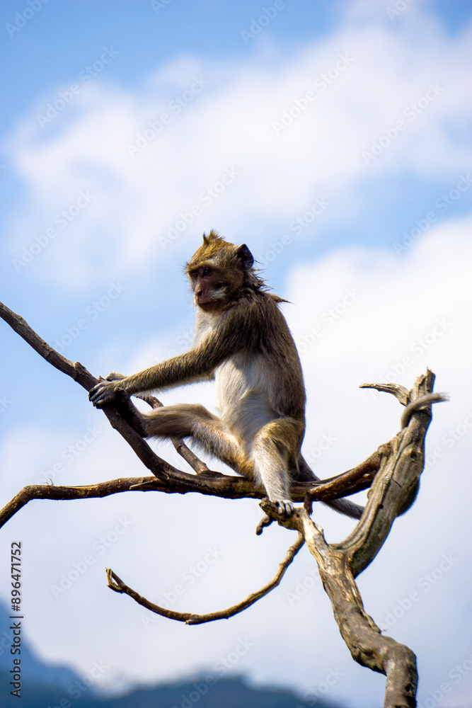 Macaca fascicularis (Monyet kra, kera ekor panjang, monyet ekor panjang ...