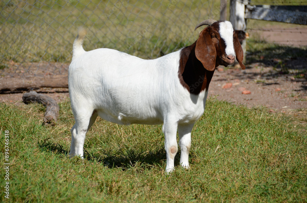 Female Boer goat in Brazil. The Boer is a breed developed in South ...