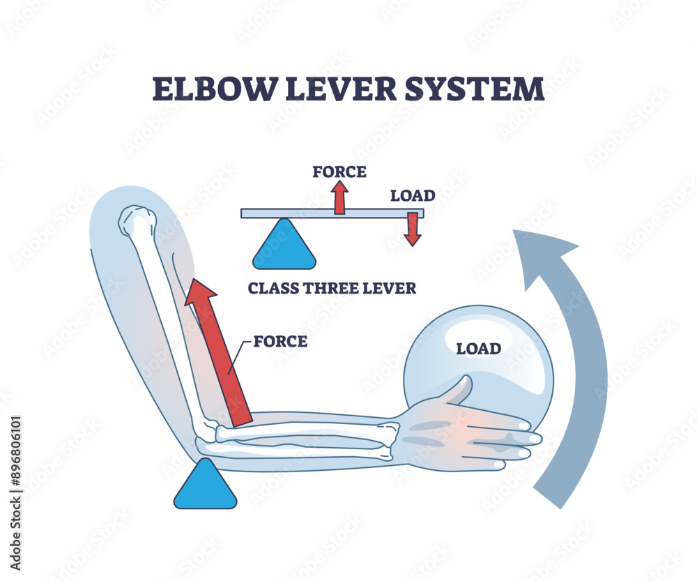 Elbow lever system and medical muscle work in weight lifting outline ...