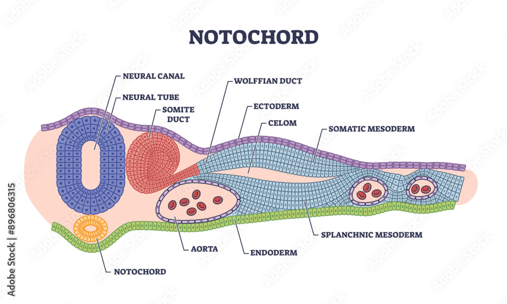 Notochord as cartilaginous skeletal rod with structure outline diagram ...