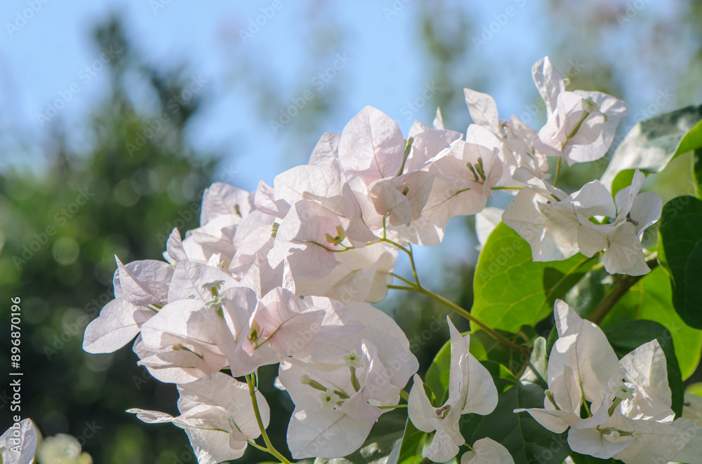Bougainvillea - (Bougainvillea sp.) is beautiful flowering perennial ...