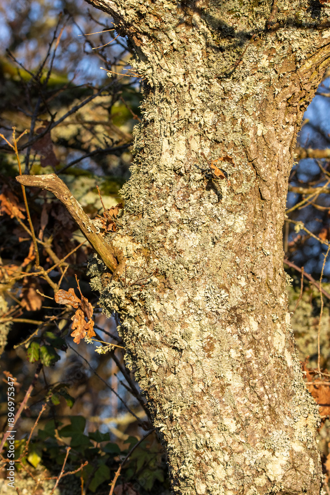 bark of an English oak (Quercus robur) tree in winter with light and ...