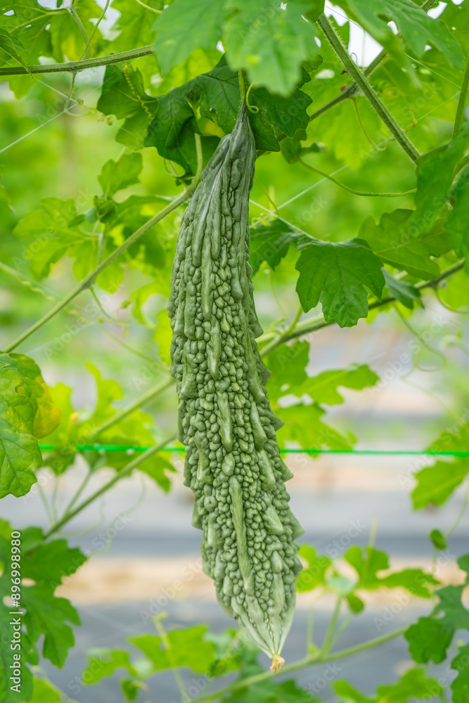 The fruit of Bitter melon, Balsam pear, Bitter cucumber, and Bitter ...