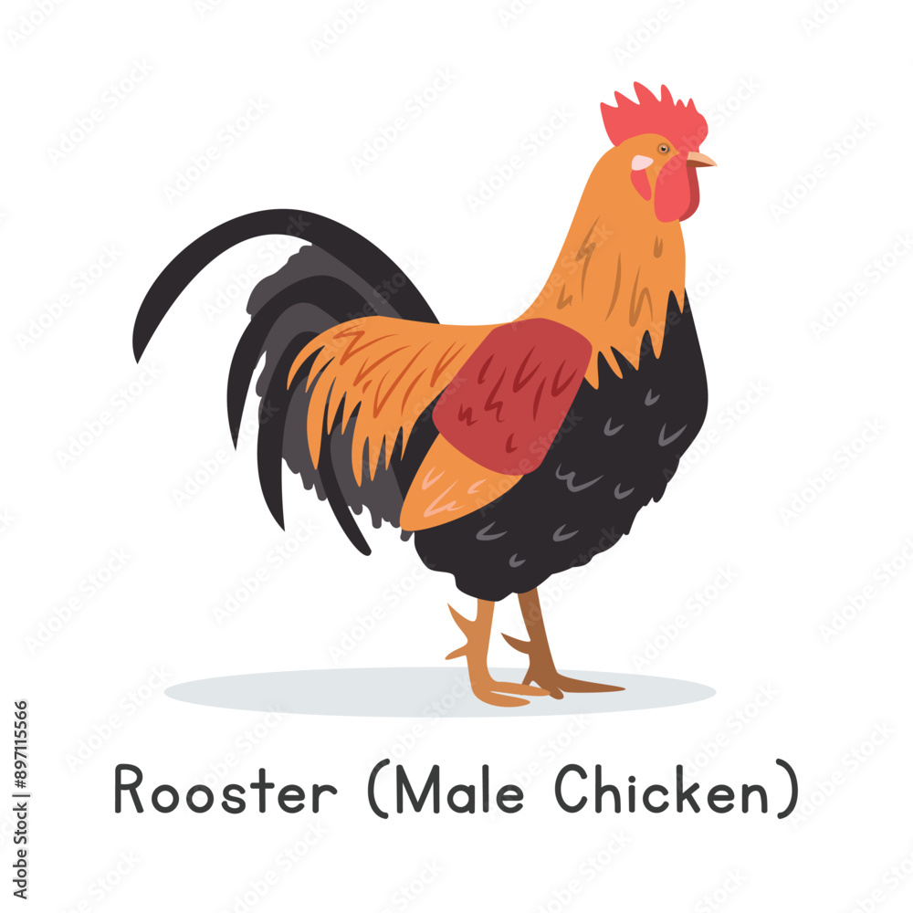 Chicken rooster vector illustration. Cute rooster male chicken cartoon ...