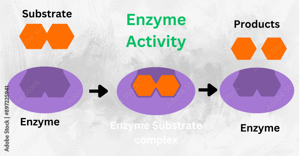Enzyme activity diagram. Enzymes and the active site and substrate ...